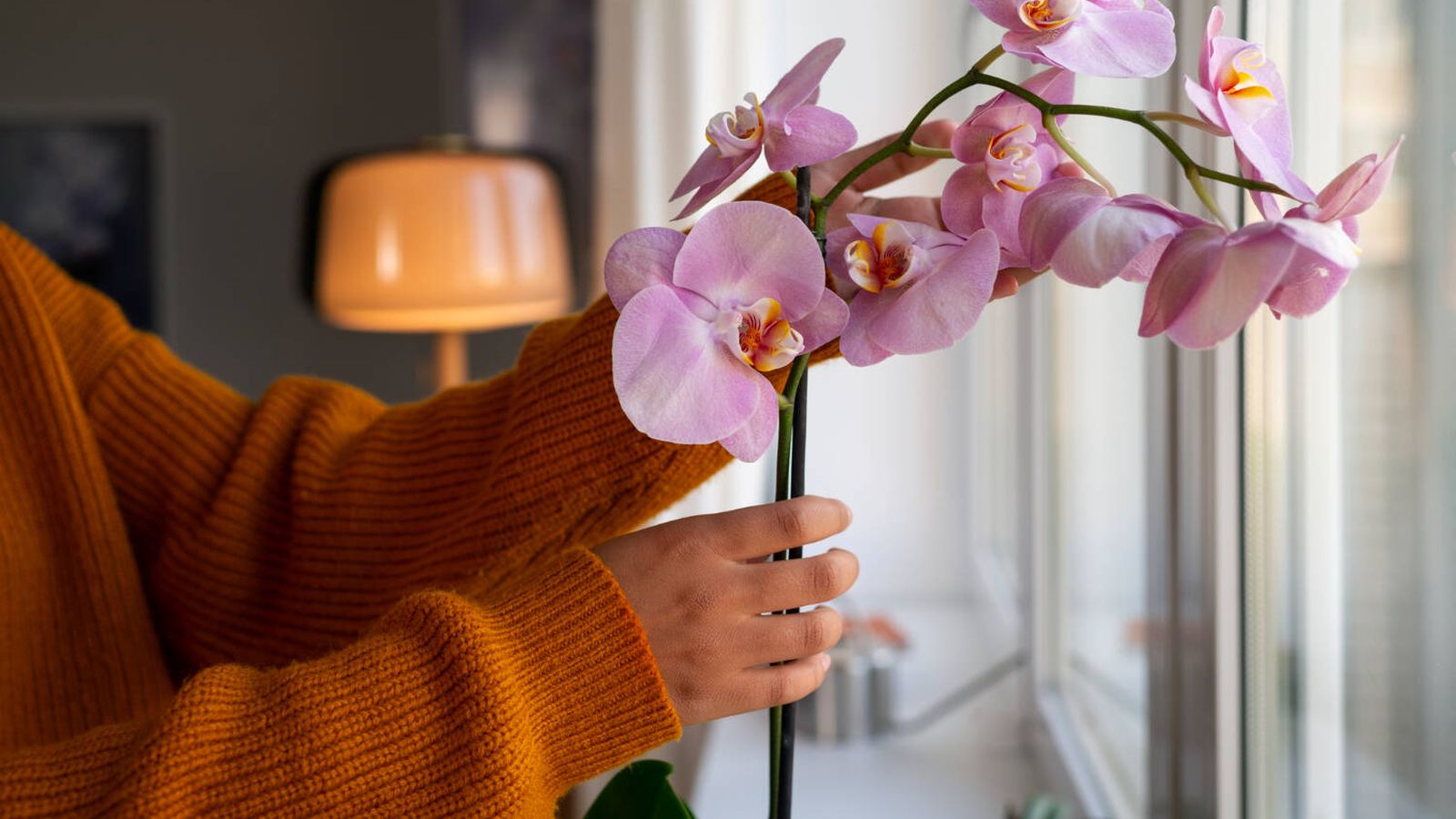 André Alonso, experto en plantas: "Las orquídeas, para que florezcan ...