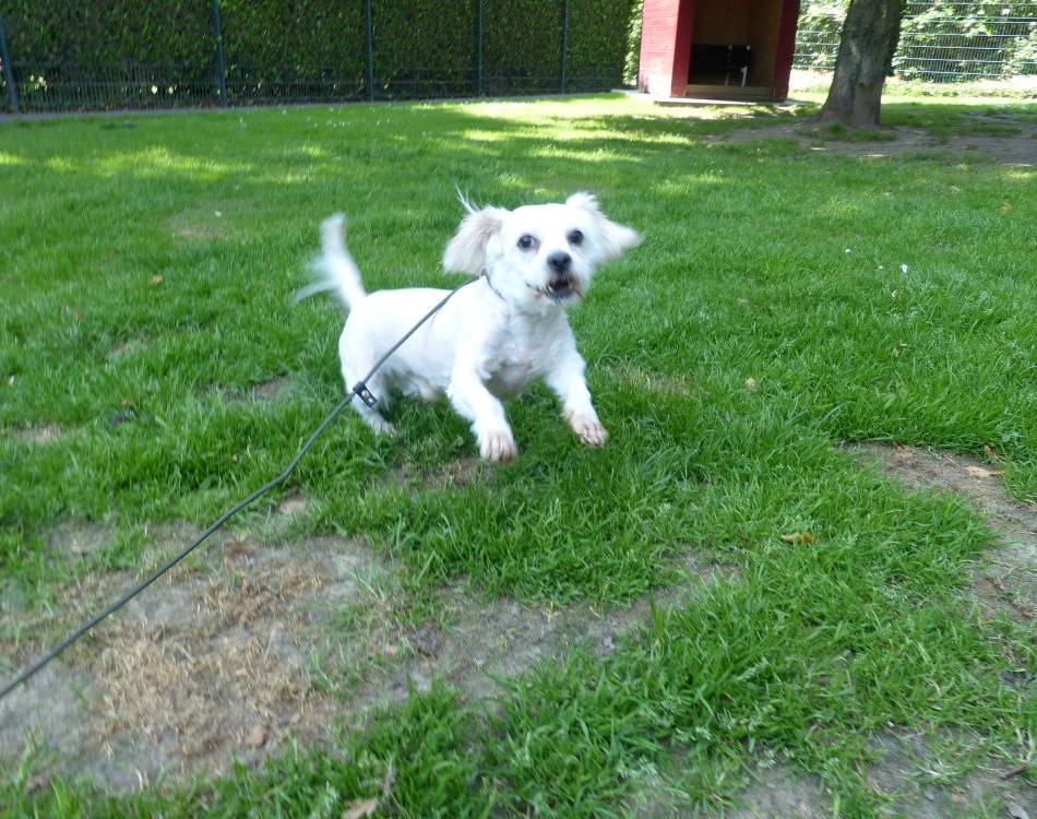 Hugo - klein, aber oho