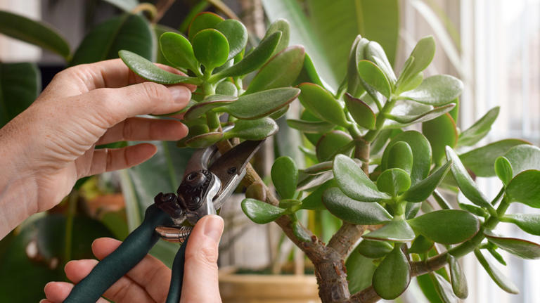 20 Houseplants That Will Thrive In Your Sunny Kitchen