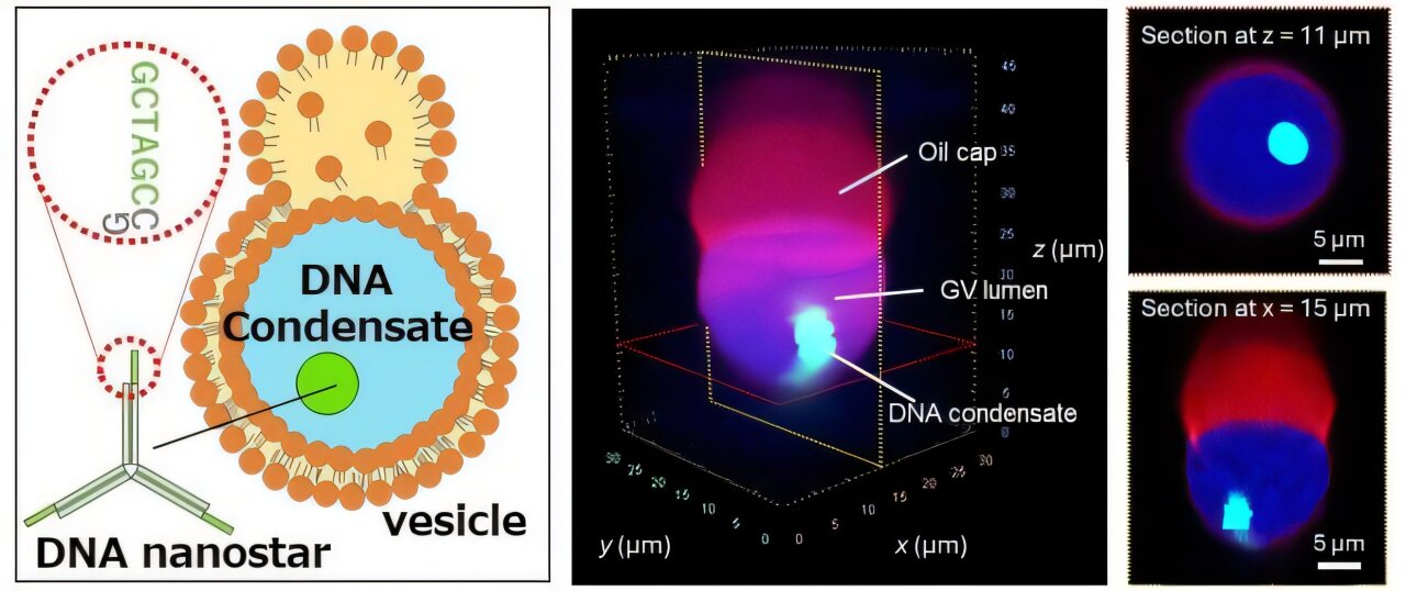 Artificial cells with model nuclei mass-produced using microfluidic devices