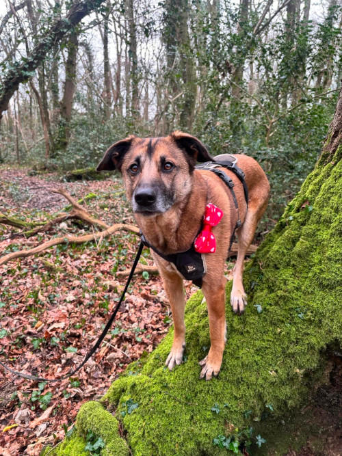 Meet 33 adorable dogs and puppies at Holly Hedge looking for their ...