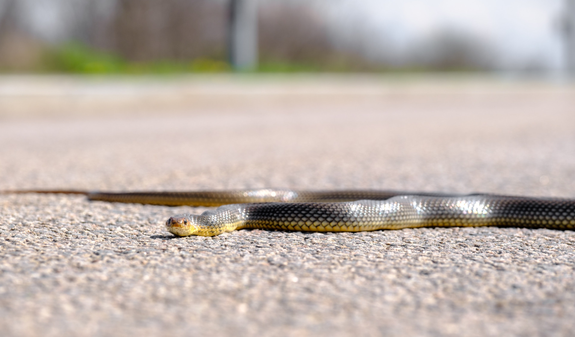 Slithering snake facts you probably didn't know
