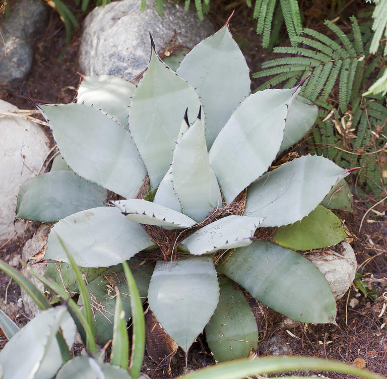 Guía integral de cuidados, mantenimiento y cultivo del agave azul