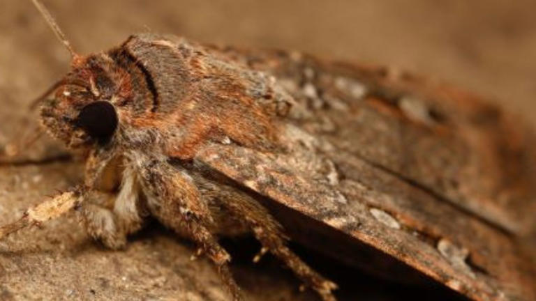 Moth travels 621 miles using stars as compass, scientists find in a ...