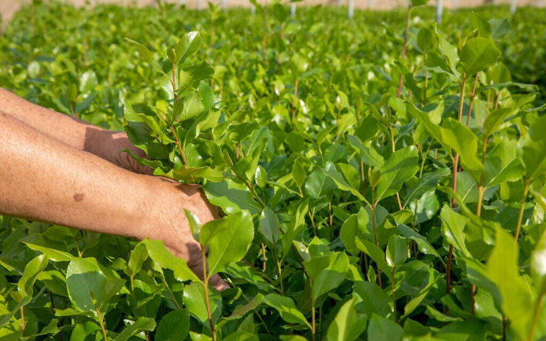 Houthi military chief was at khat-chewing party when targeted in ...