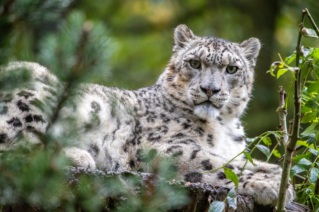International Snow Leopard Day: Why These Mountain Ghosts Are Worth ...
