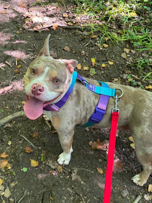 These 30 cute dogs at Holly Hedge Animal Sanctuary looking for homes in ...