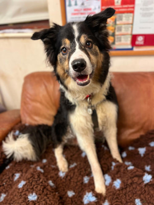 These 30 cute dogs at Holly Hedge Animal Sanctuary looking for homes in ...