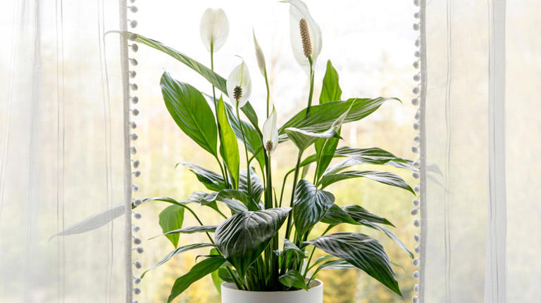 20 Houseplants That Will Thrive In Your Sunny Kitchen