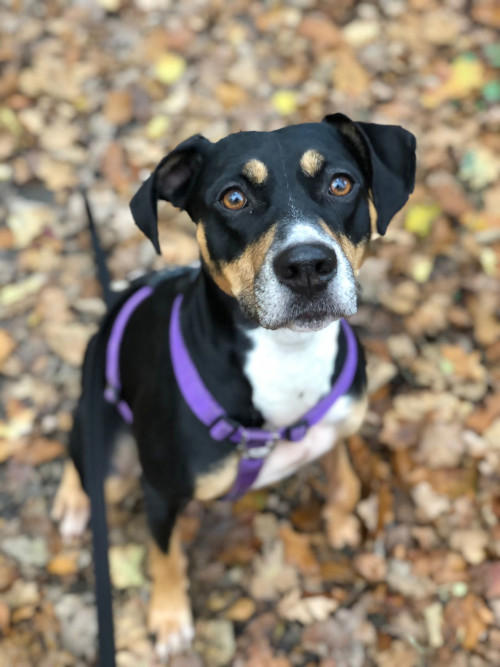 Meet 19 adorable dogs at Holly Hedge are looking for a forever home in ...