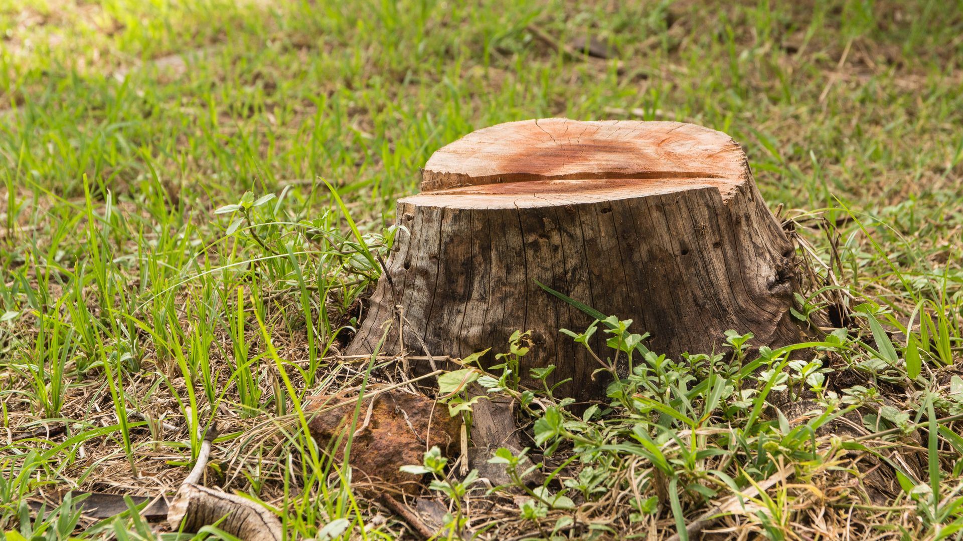 This bathroom ingredient is the easiest way to remove a tree stump in ...