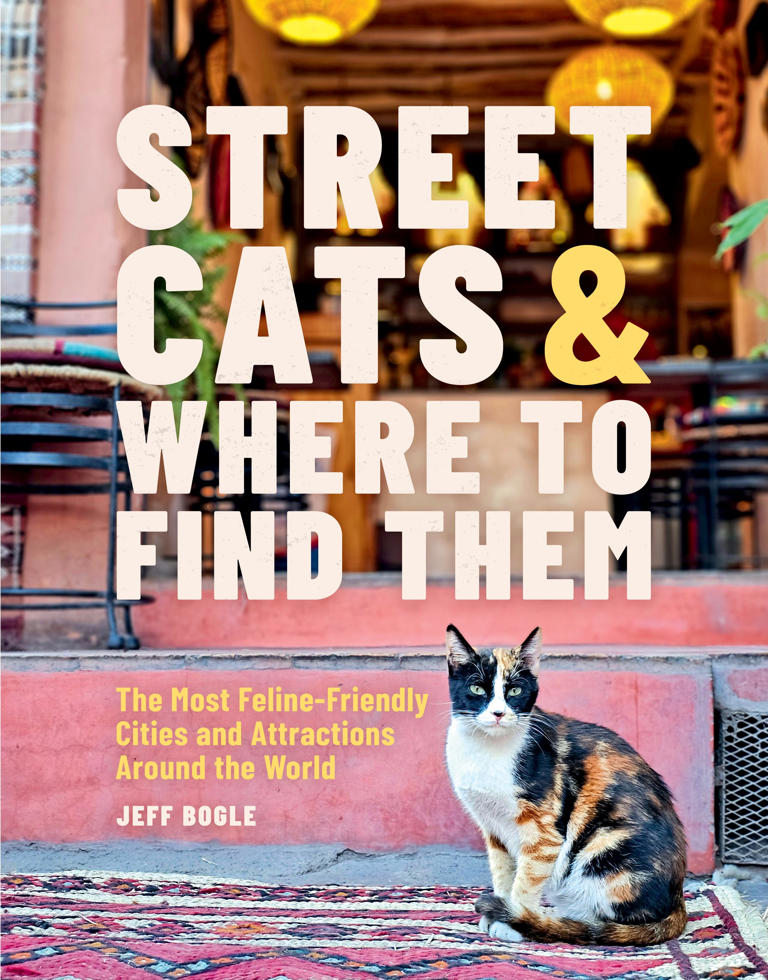 How to meet street cats around the world
