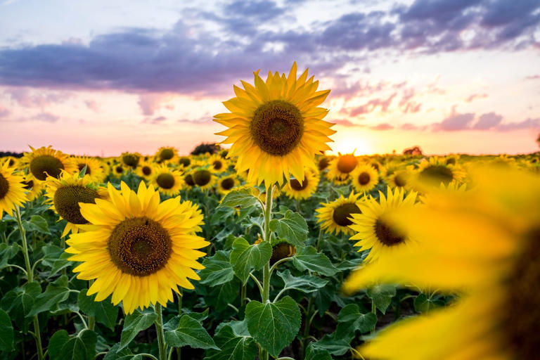 16 beautiful sunflower fields to visit in the UK in summer 2025