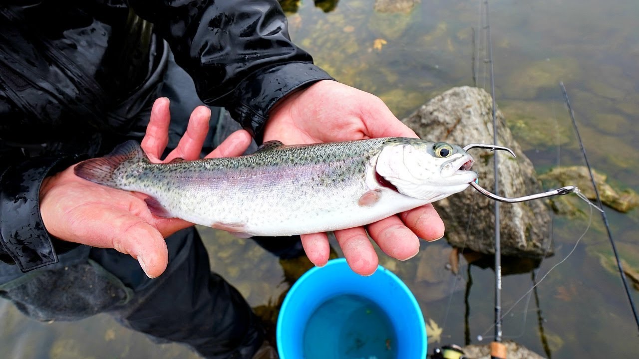 Bass fishing with live trout produces massive bites