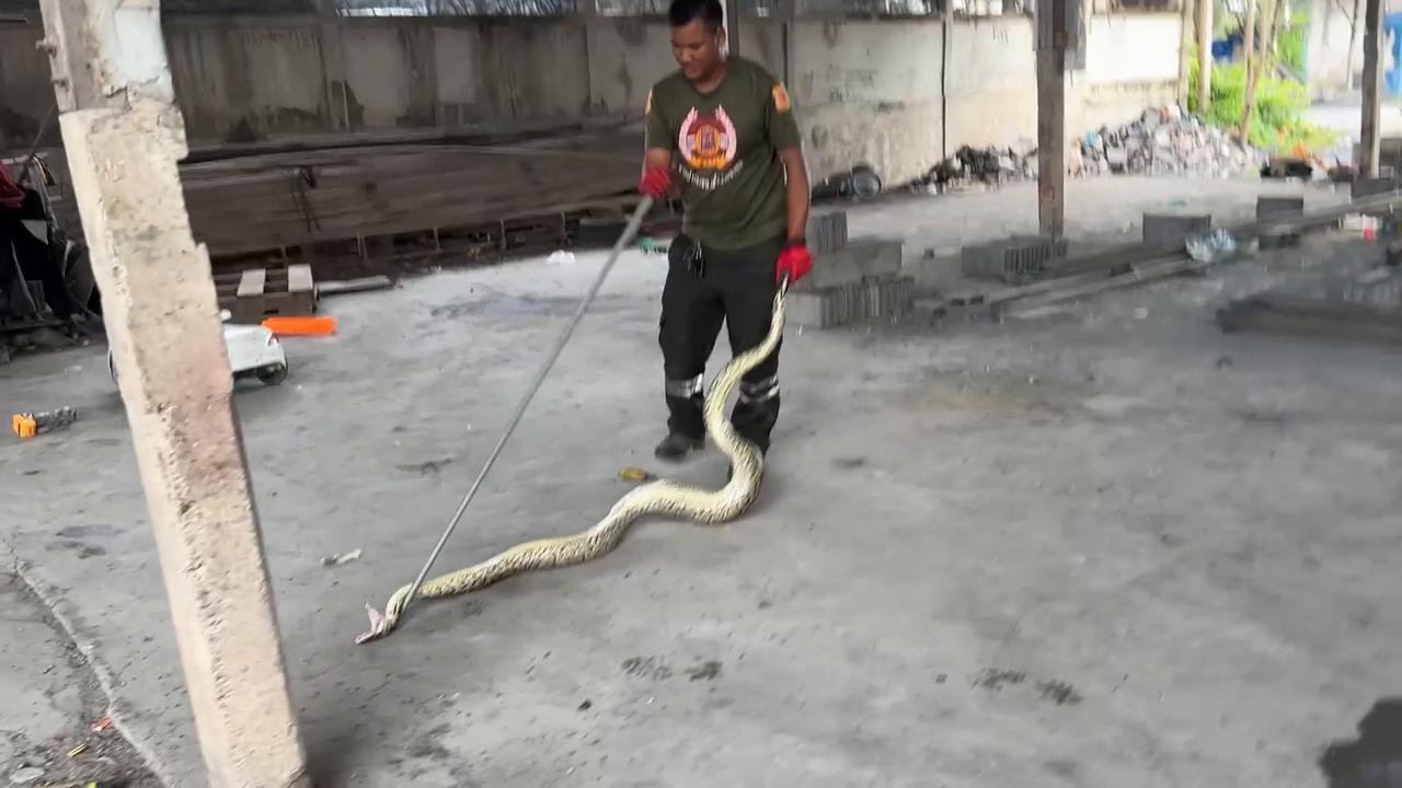 Massive python caught after eating chicken at construction site