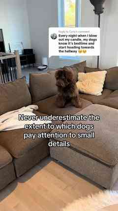 Proof That Dogs Notice Every Little Detail