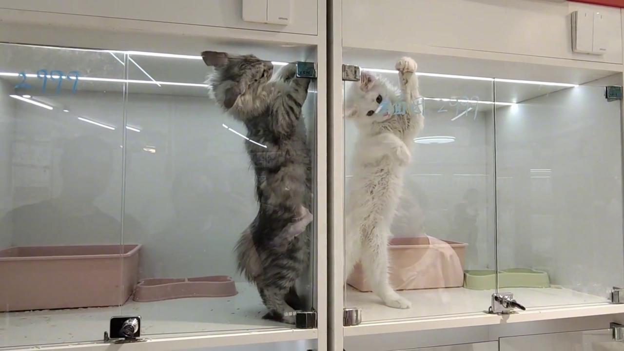 Cats swipe at each other through gap at the top of glass door