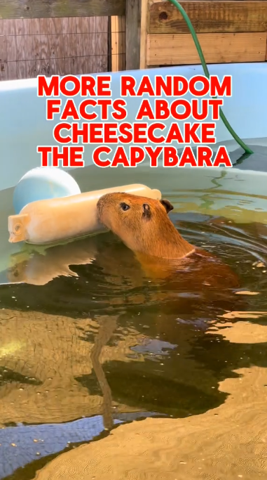 Cheesecake the Capybara Gets Wild During Pool Time Again
