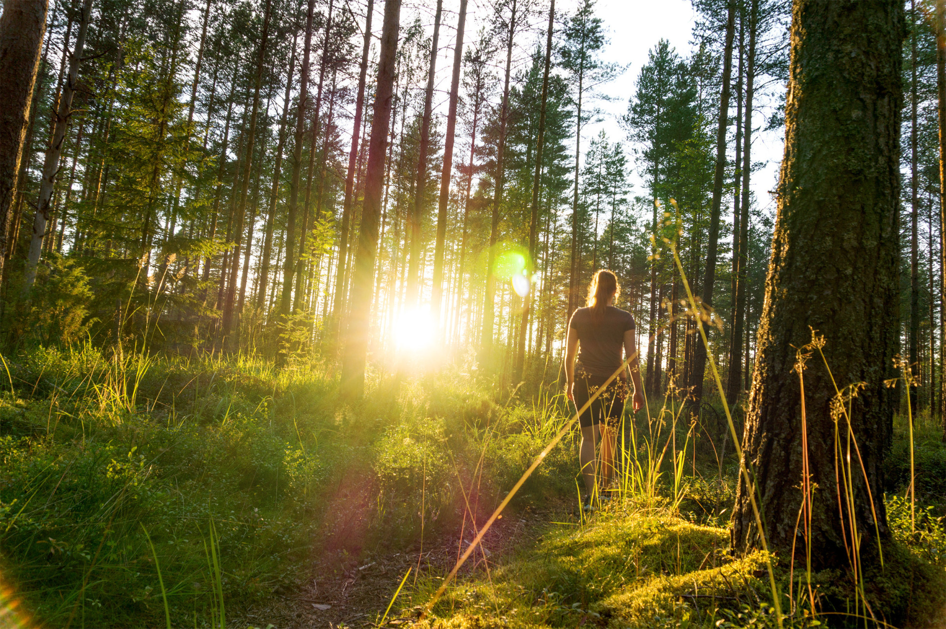 Vilket land inom EU har mest (och minst) skog?