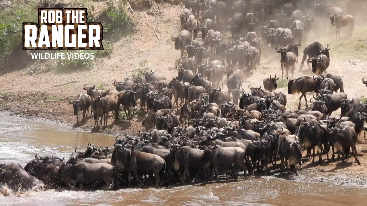 Mara River crossing shows wildebeest fleeing during migration