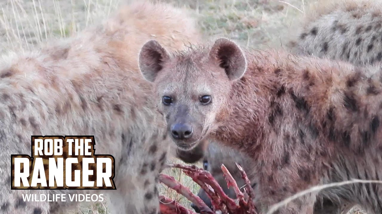 Hyena clan devours prey in Maasai Mara feeding frenzy