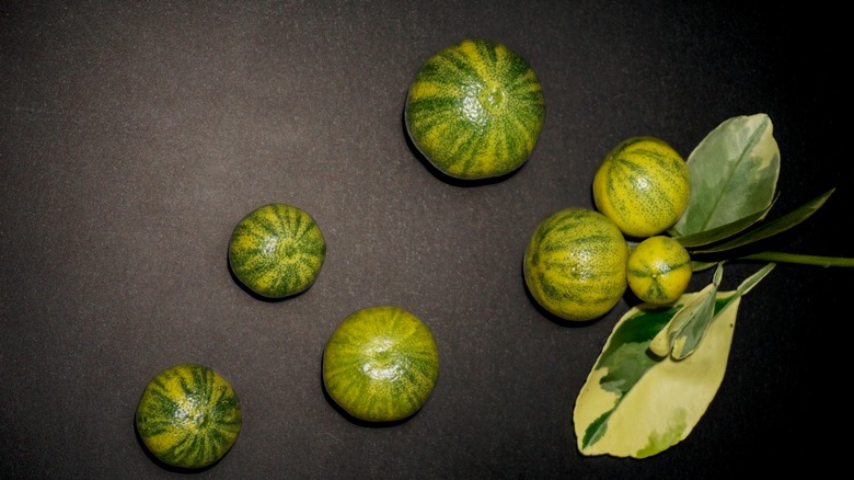 What Makes Calamansi Fruit So Unique?