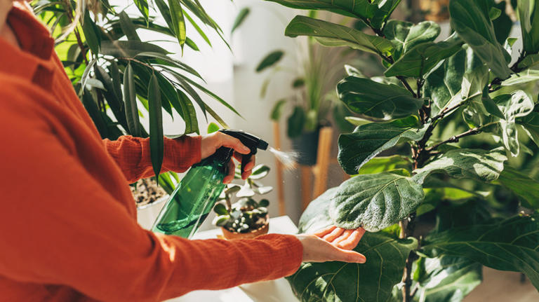20 Houseplants That Will Thrive In Your Sunny Kitchen