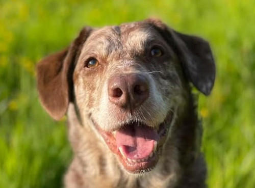 These 30 cute dogs at Holly Hedge Animal Sanctuary looking for homes in ...