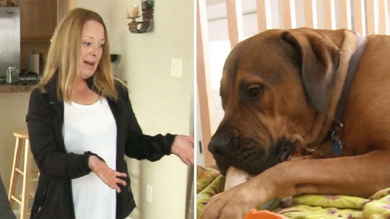 Owner Finds Incompetent Guard Dog Sleeping Alongside Drunken Intruder