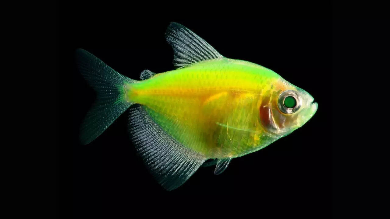 Here’s how fish started glowing over 112 million years ago