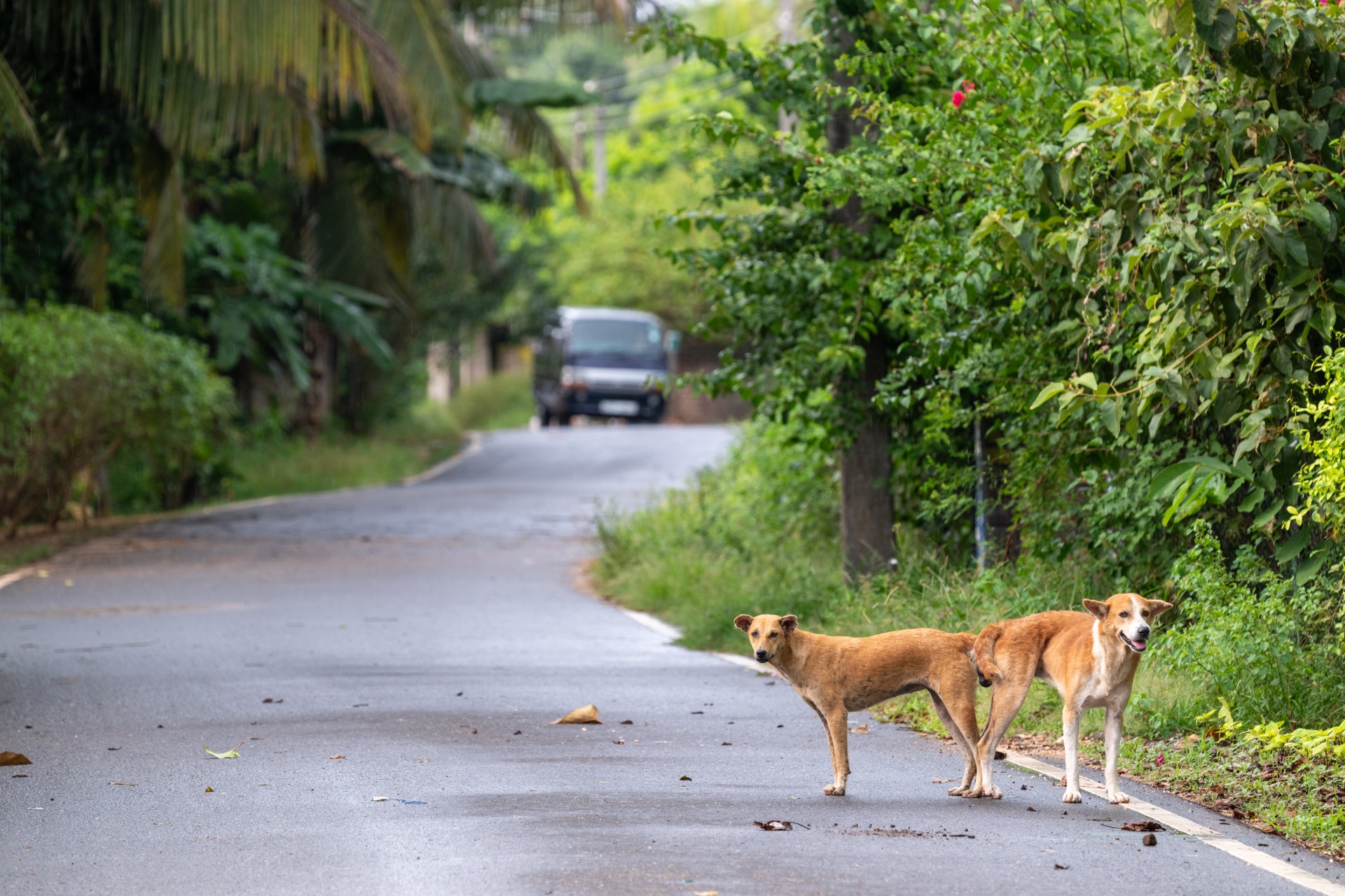Countries with rabies after woman dies post holiday