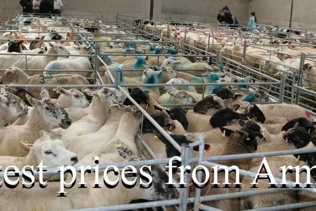 Breeding sheep selling to £290 at Armoy Mart, fat ewes to £208