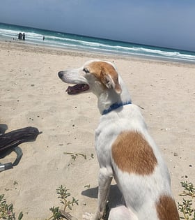 From broken to beloved: A rescue dog’s journey from the streets to a ...