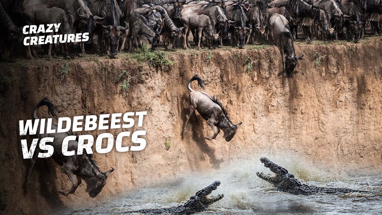 Wildebeest Migration: The Most Dangerous Section of Their Journey Revealed!