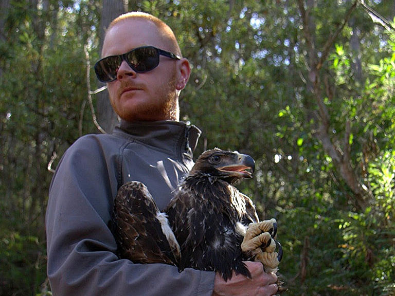 Creating safer skies for Tasmania's wedge-tailed eagles