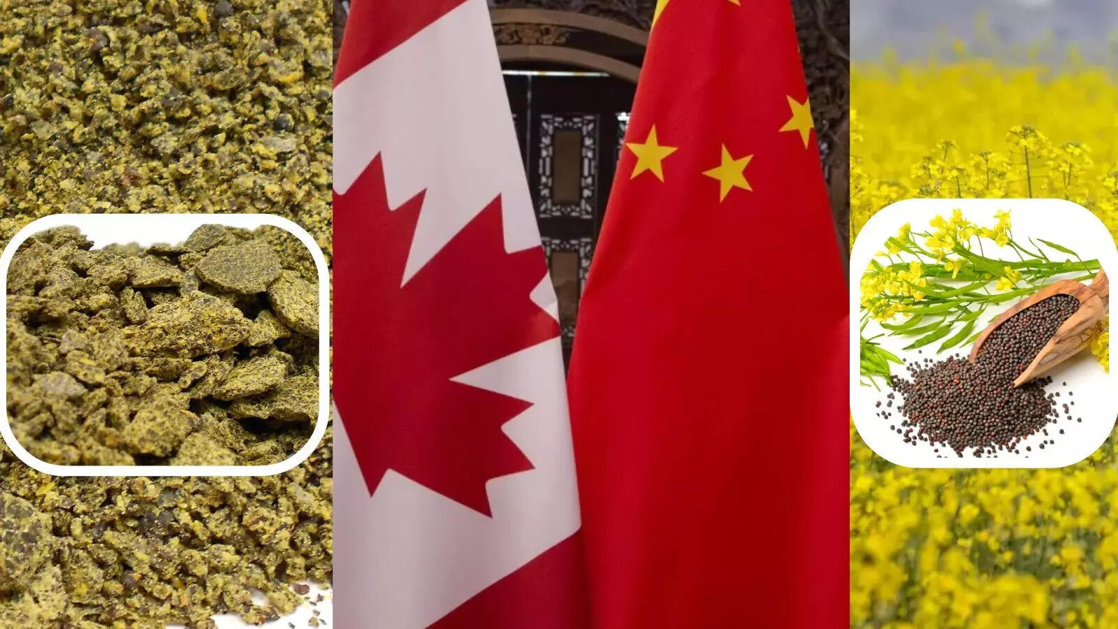 Indian rapeseed meal exports soar as China replaces Canadian supply