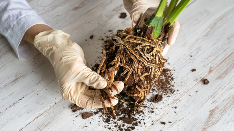 Avoid Using These Items To Fill The Bottom Of Your Large Plant Pots At ...