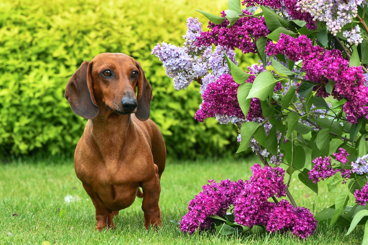 Curious Dachshund's Instant Obsession With Lookalike Puppy Sister Is a Dream Come True
