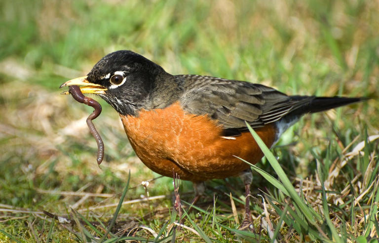 How do you get robins to come to your yard?