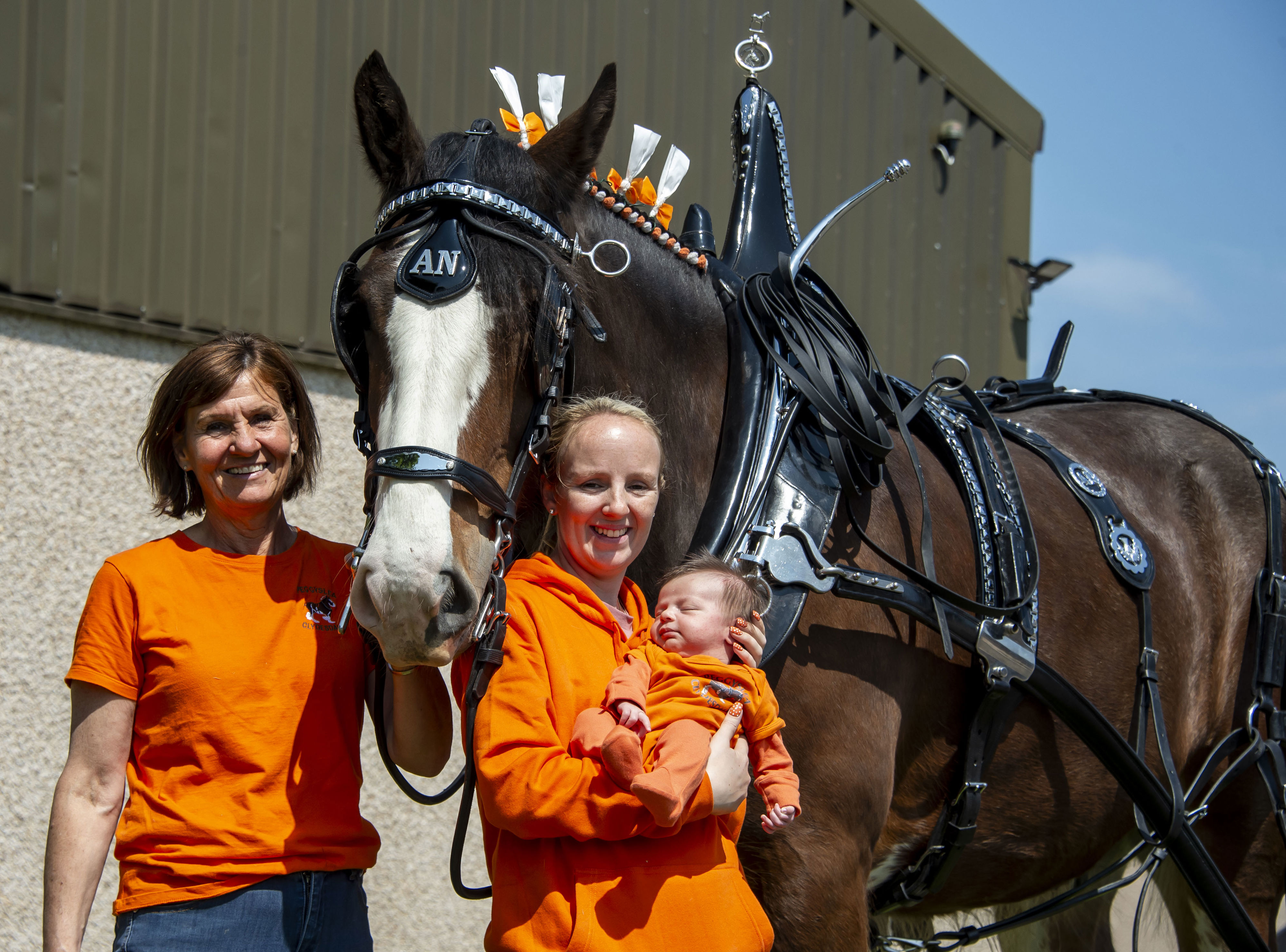 Hugh Ramsay of Millisle Clydesdale and his family celebrate 60 years at ...