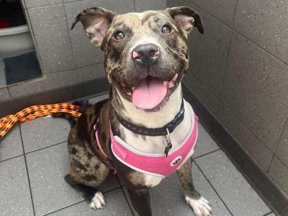 RSPCA: Meet 17 adorable cats and dogs looking to meet their forever humans