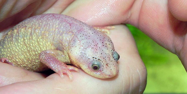 Can You Keep Spanish Ribbed Newts as Pets?