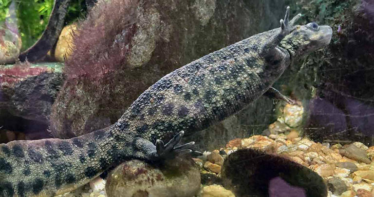 Can You Keep Spanish Ribbed Newts as Pets?