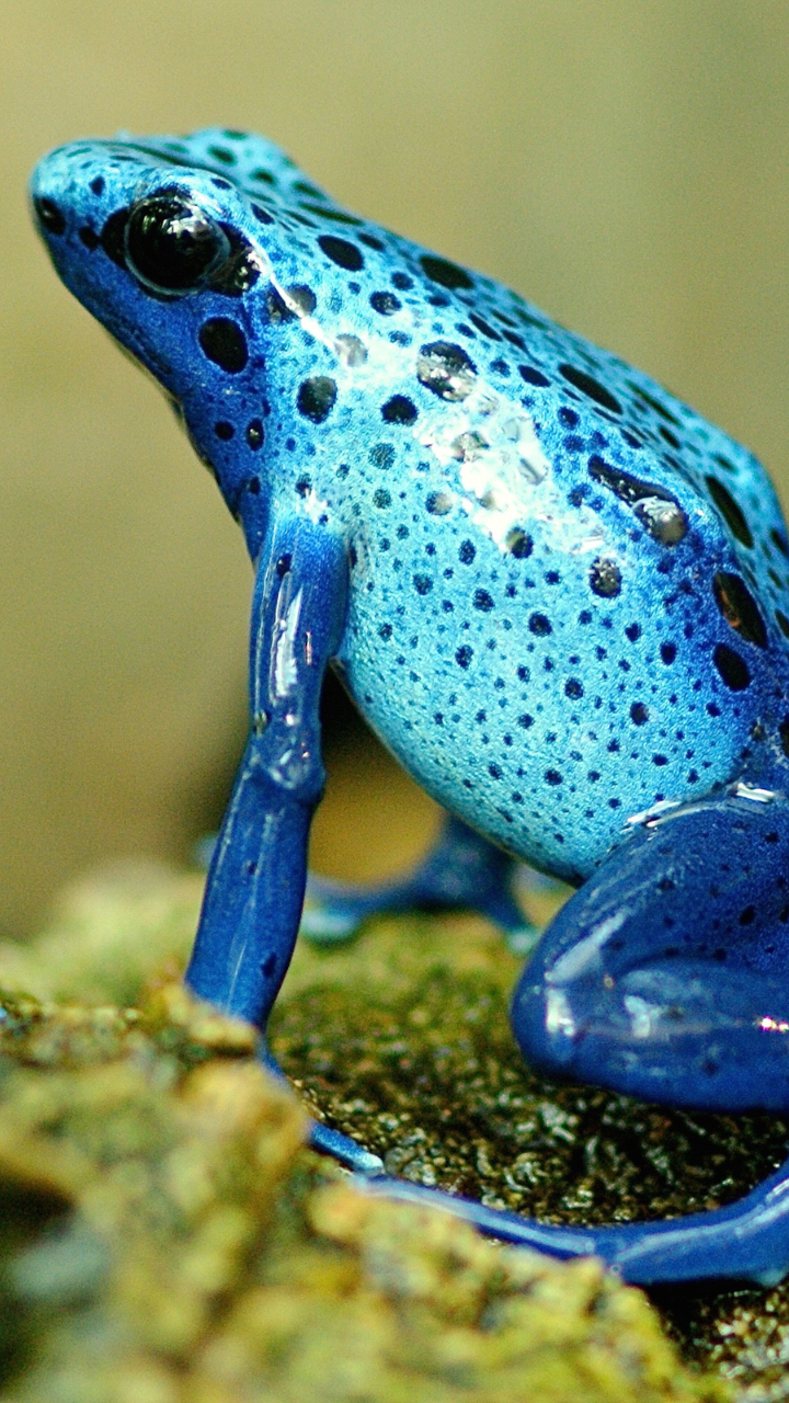 9 most colourful frogs to exist in the wild