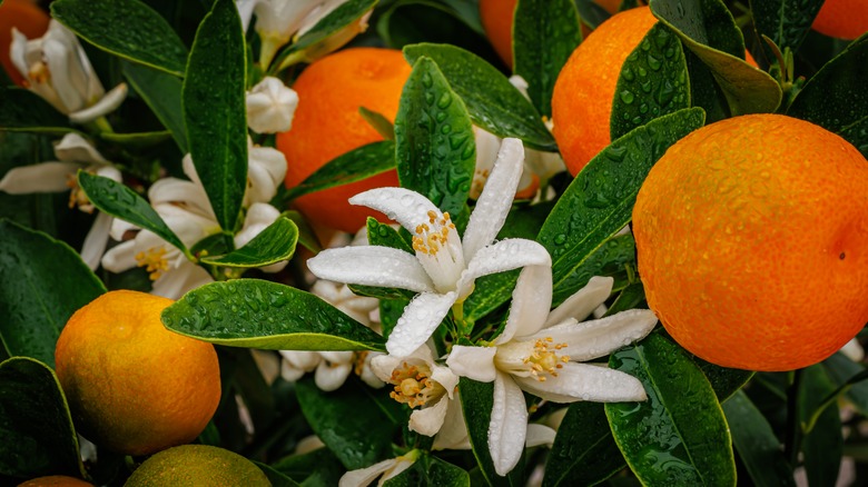 What Makes Calamansi Fruit So Unique?