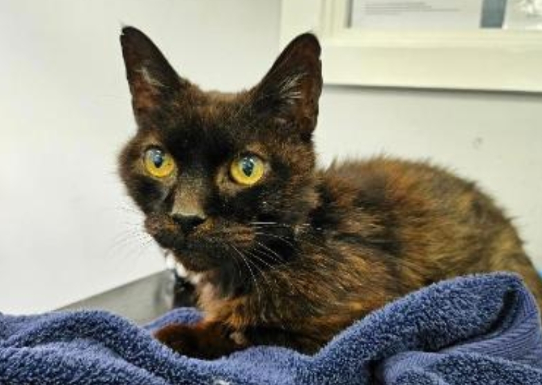 These 13 delightful cats and dogs at Merseyside RSPCA centres need ...
