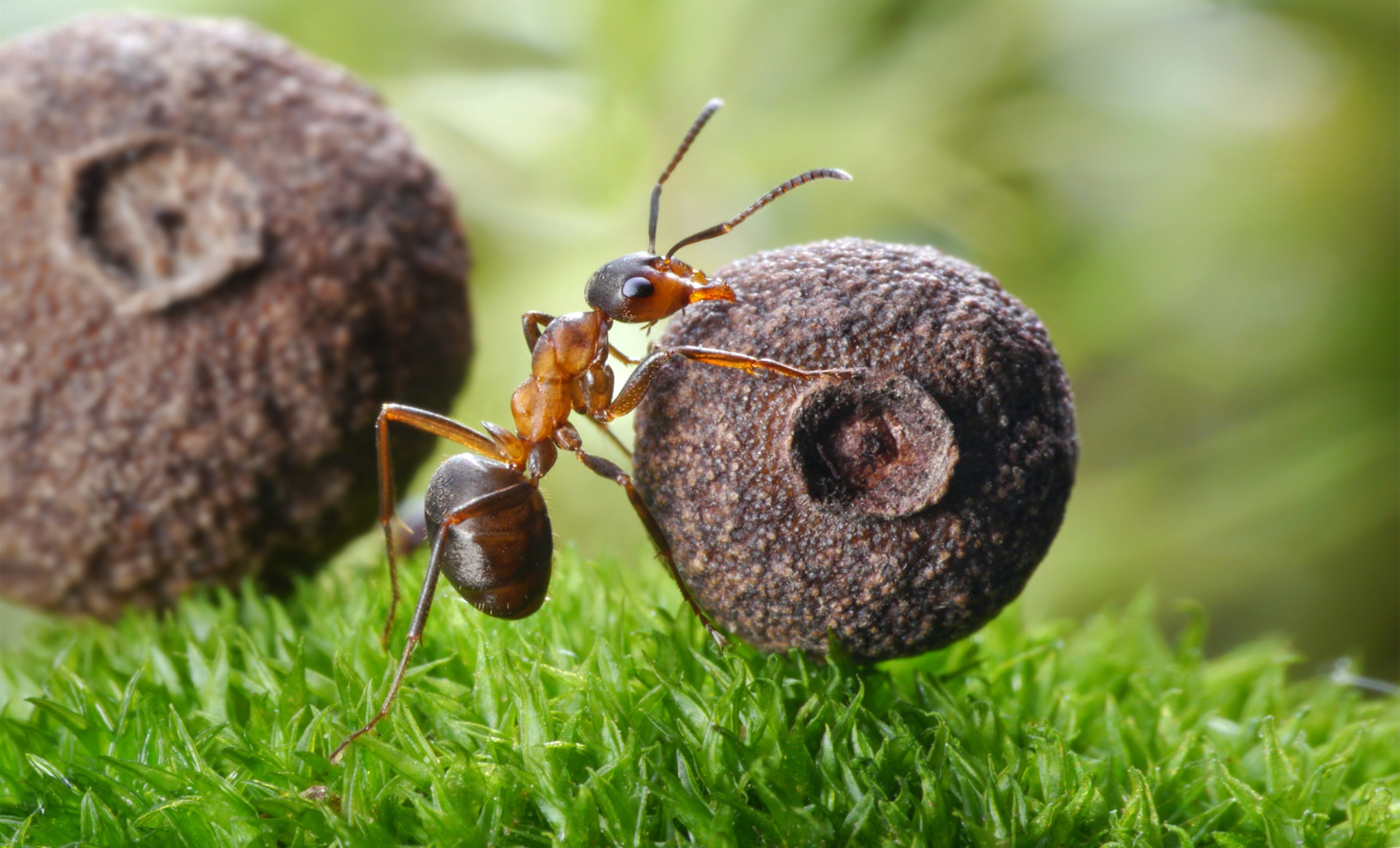 How animals contribute to the Earth's ecosystems