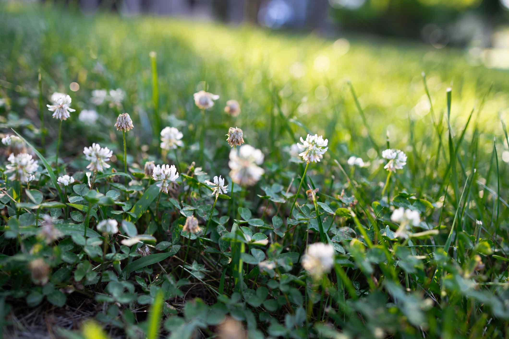 6 Weeds Pro Gardeners Actually Never Get Rid Of (Some Are Even Edible!)