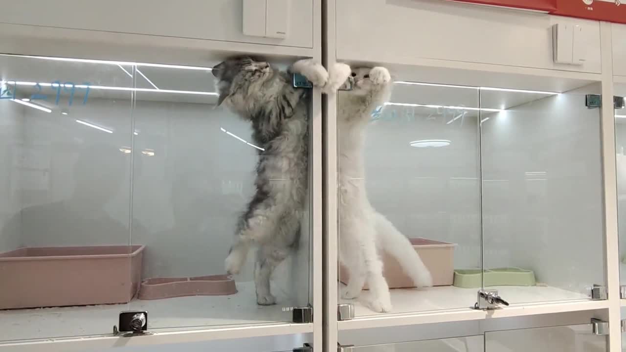 Cats swipe at each other through gap at the top of glass door