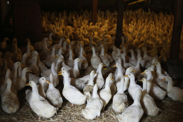 Ducks return to a Long Island farm that lost its entire flock to the ...